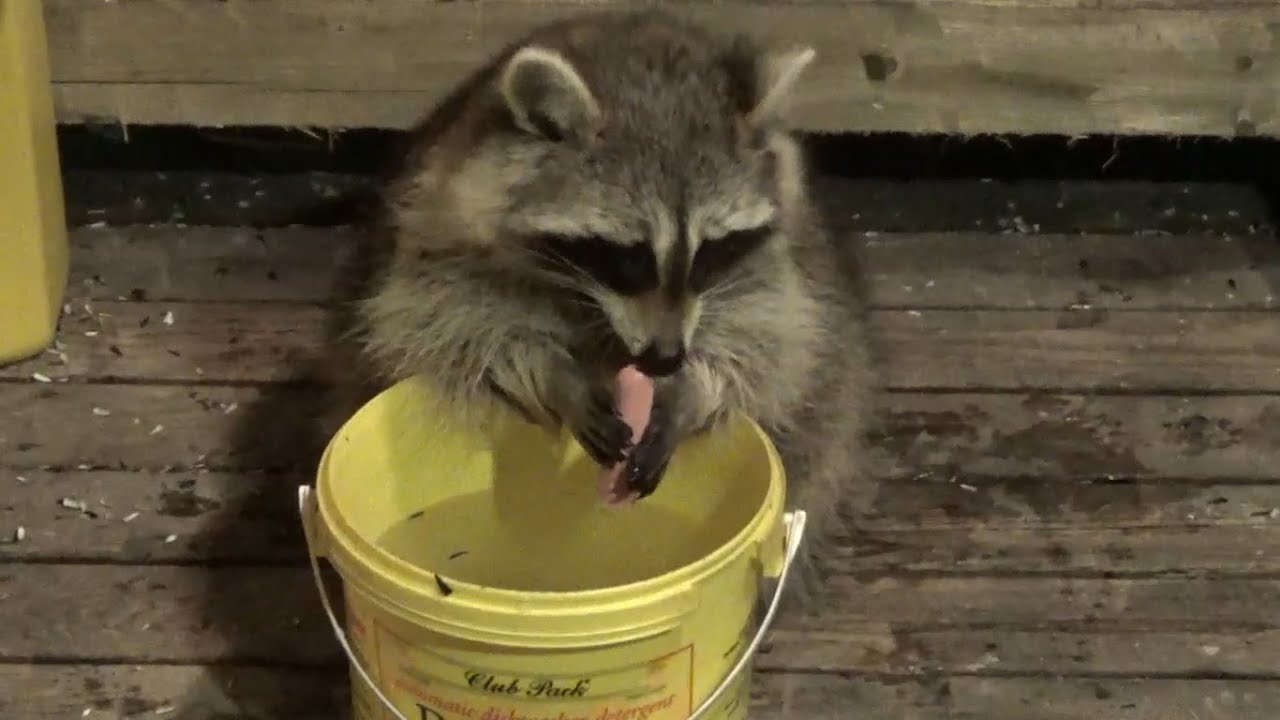 Close Up Raccoon Video - YouTube
