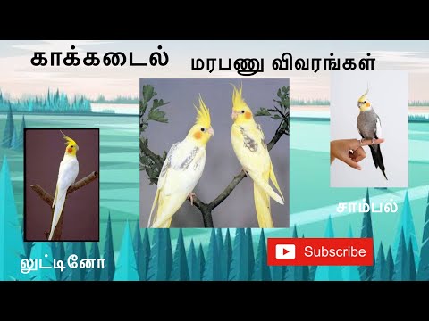 Lutino and Grey Cockatiel | Genetics | Mutation | Chicks Results | Tamil @petswithpeace  ✌️
