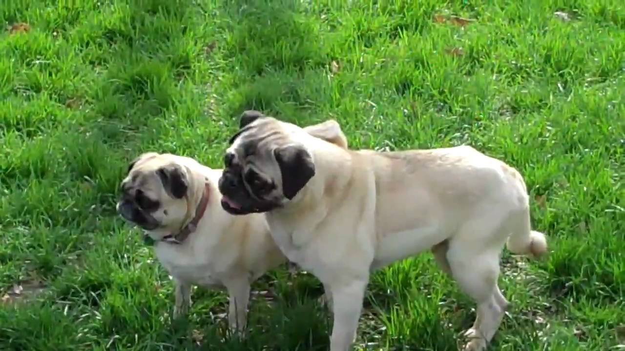 Pug Rescue - Meet Julius with a straight tail and sometimes - YouTube