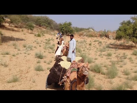 Five camel vehicle fully loaded - YouTube