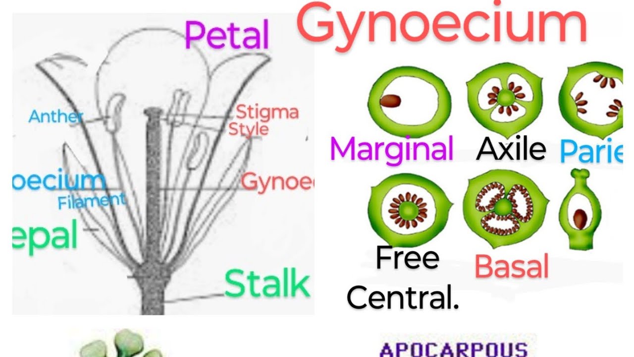Gynoecium of a flower - types and arrangement. Female whorl of a flower ...