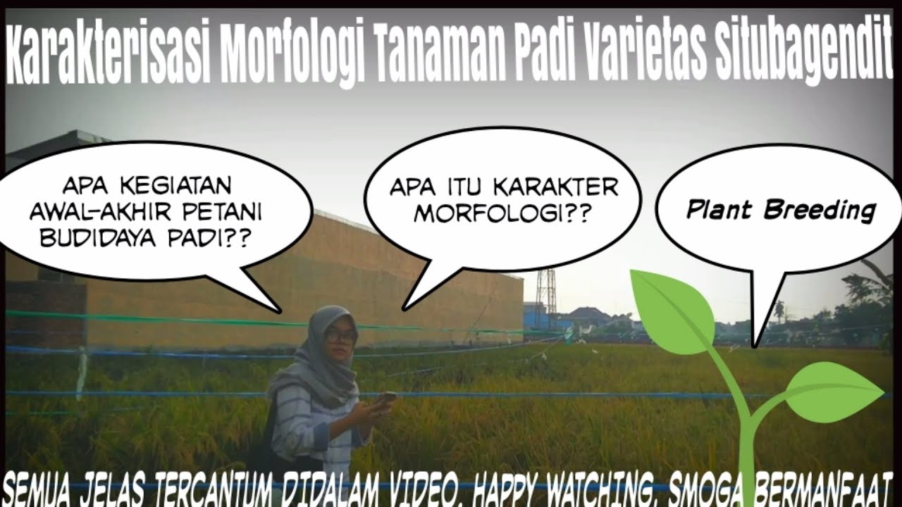 KARAKTERISASI MORFOLOGI PADI #EDUCATION - YouTube