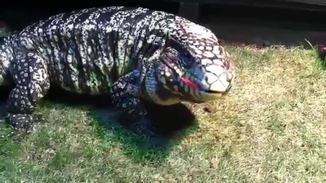 Introducing Weston, an Argentine Black & White Tegu! - YouTube