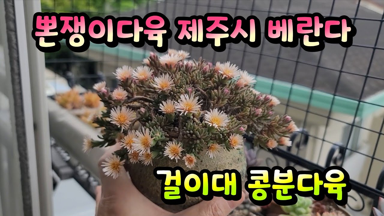 뽄쟁이다육 제주시 걸이대 콩분다육들 걸이대다육 콩분 다육이 다육식물 다육이키우기 Youtube