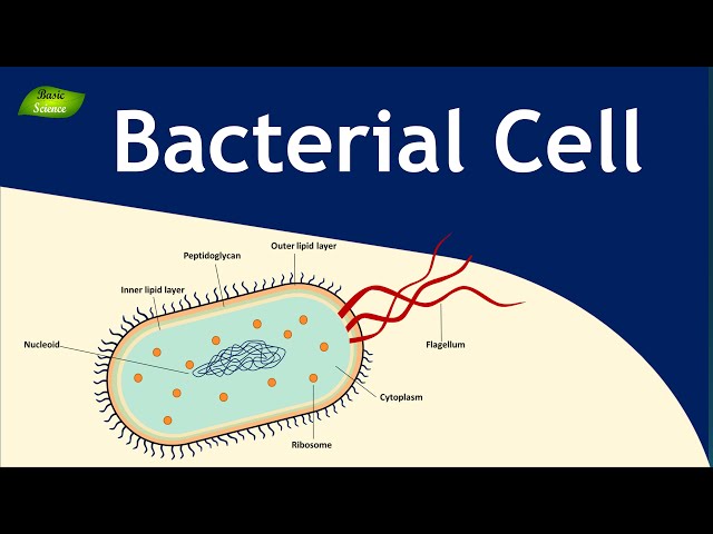 Describe The Structure And Function Of A Bacterial Cell - Infoupdate.org Describe The Structure And Function Of A Bacterial Cell - Infoupdate.org