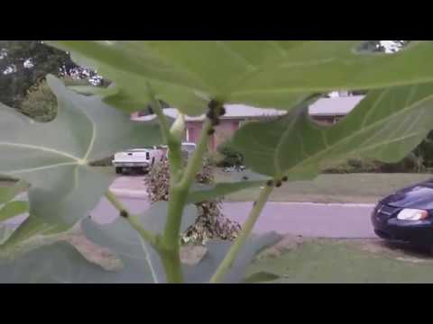 Kudzu Bugs Invade Birmingham Alabama in 2013 - Megacopta Cribraria ...