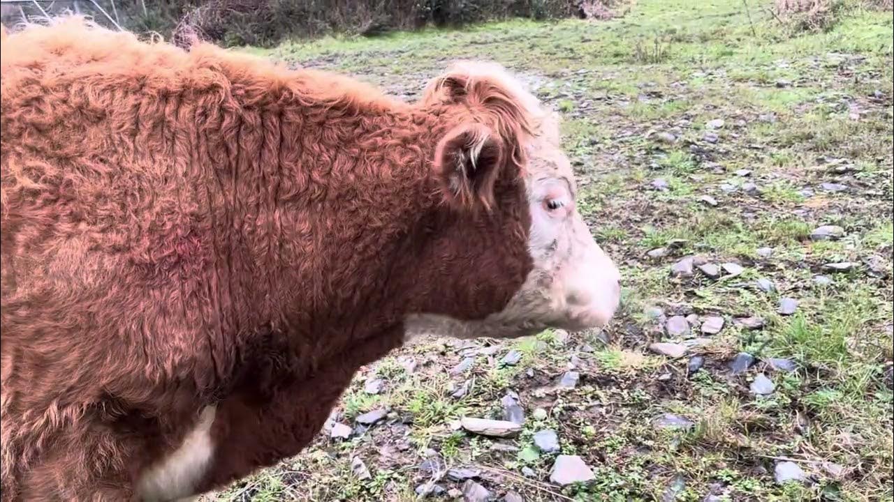 Curly cow boop and scratches - YouTube