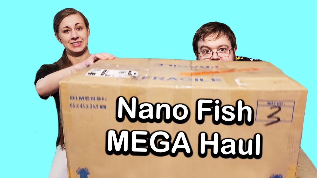 Did They Survive? Opening a GIANT box of SENSITIVE fish from Dan's Fish ...