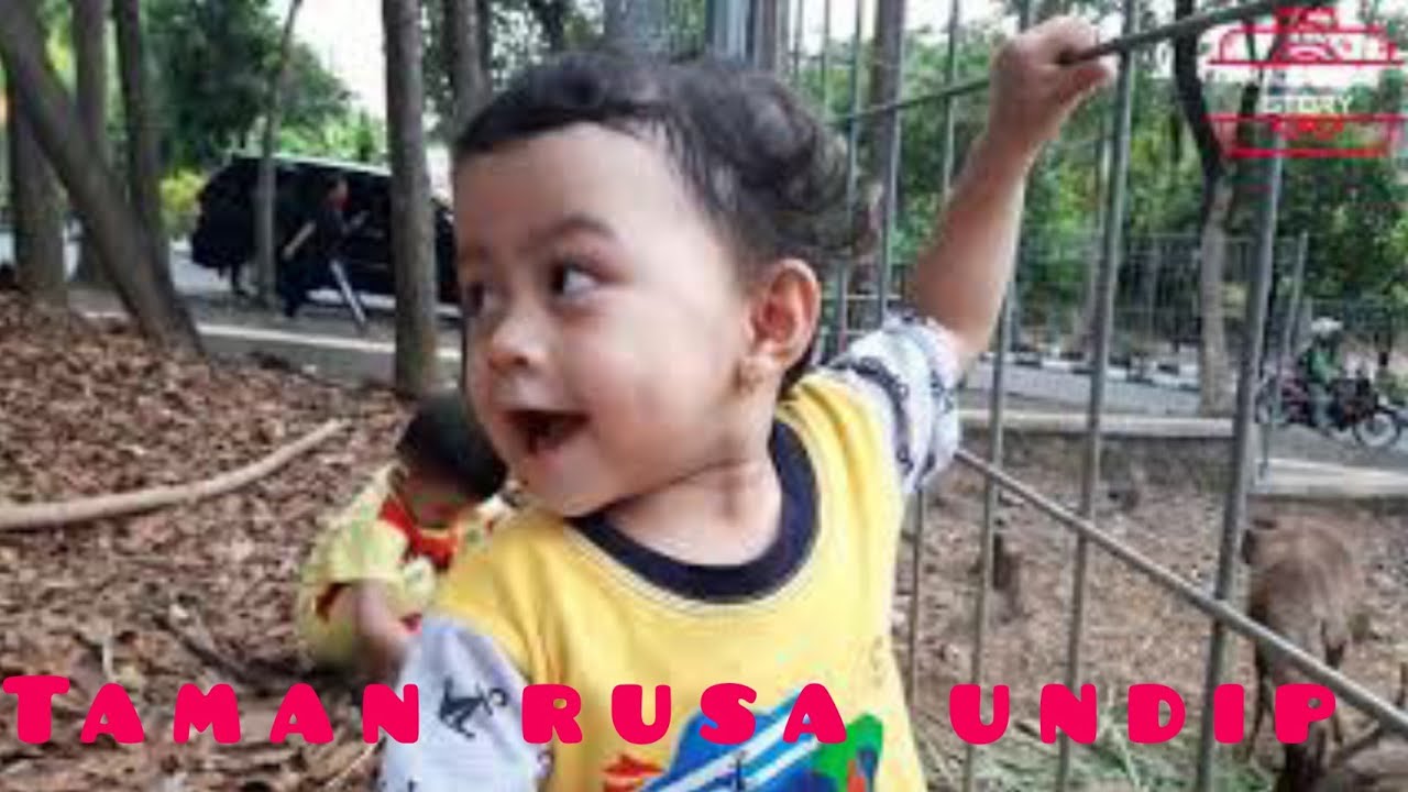 JALAN-JALAN KE TAMAN RUSA UNDIP TEMBALANG - YouTube