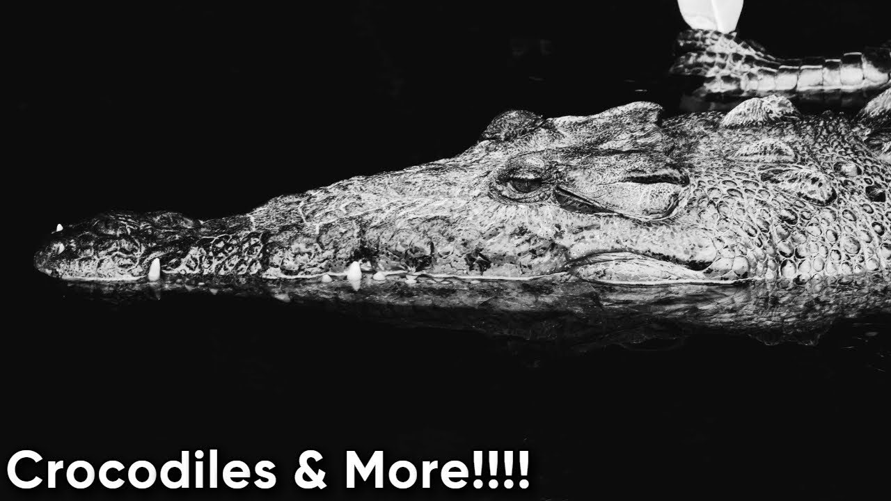 Exploring The Everglades National Park- Crocs, Herps, Birds, & Much ...