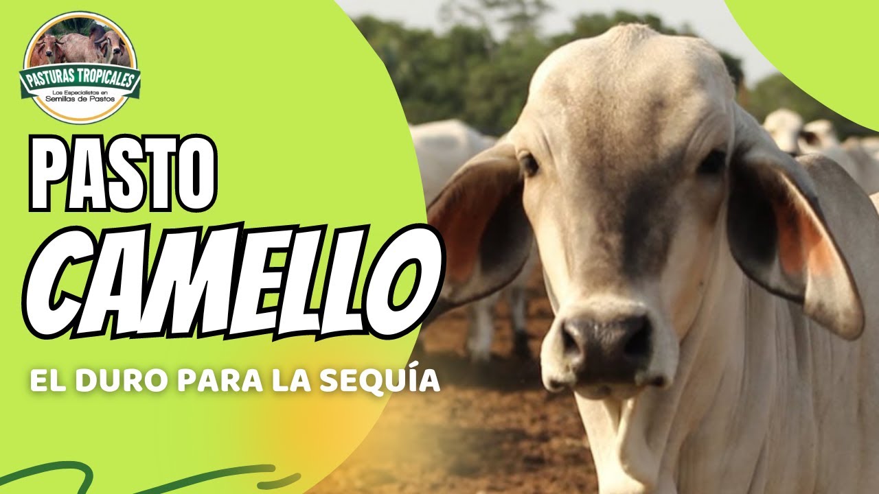 PASTO CAMELLO, el duro para la sequía #ganaderiacolombiana # ...