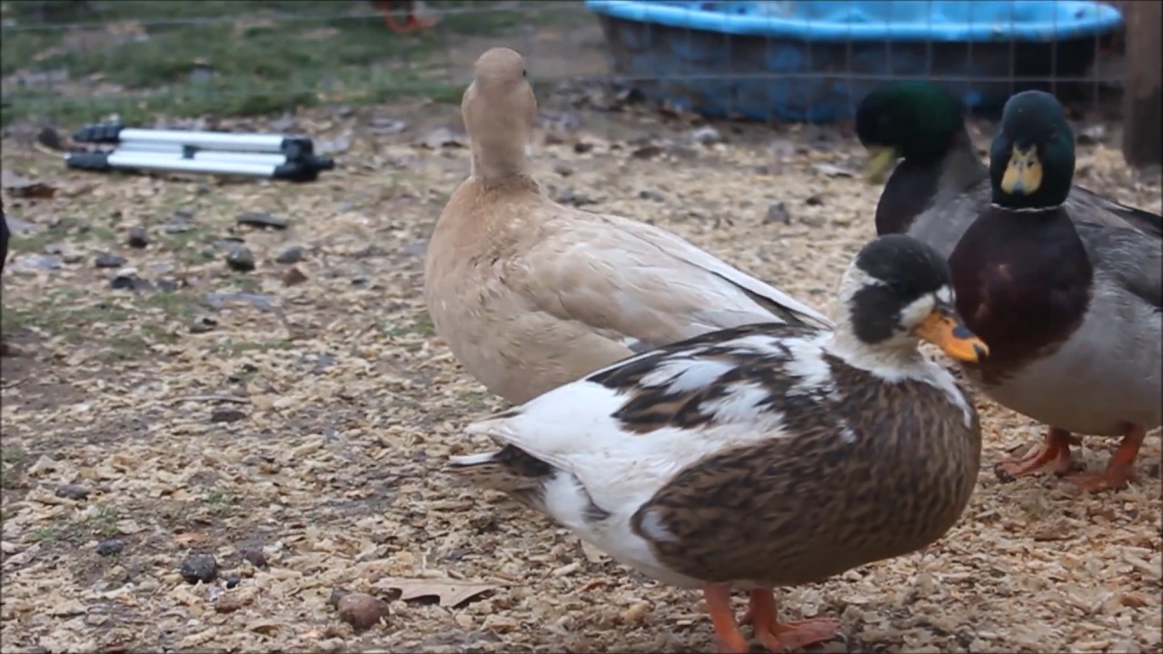 Sneak peak of Aaron's call ducks. - YouTube