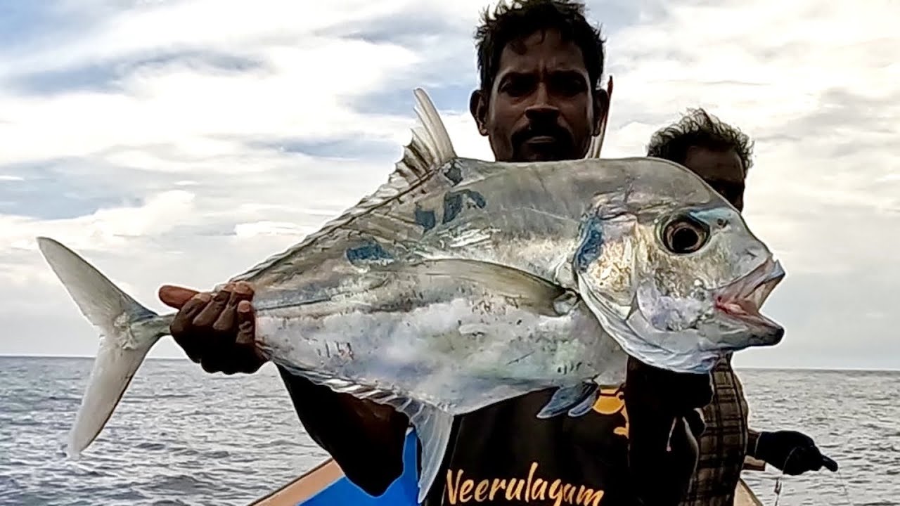 Catching Giant Trevally Fish, Diamond Trevally Fish & Mahi Mahi Fish in ...