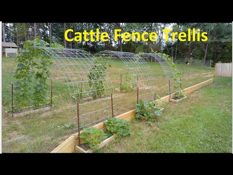 Simple DIY Grape Trellis - YouTube