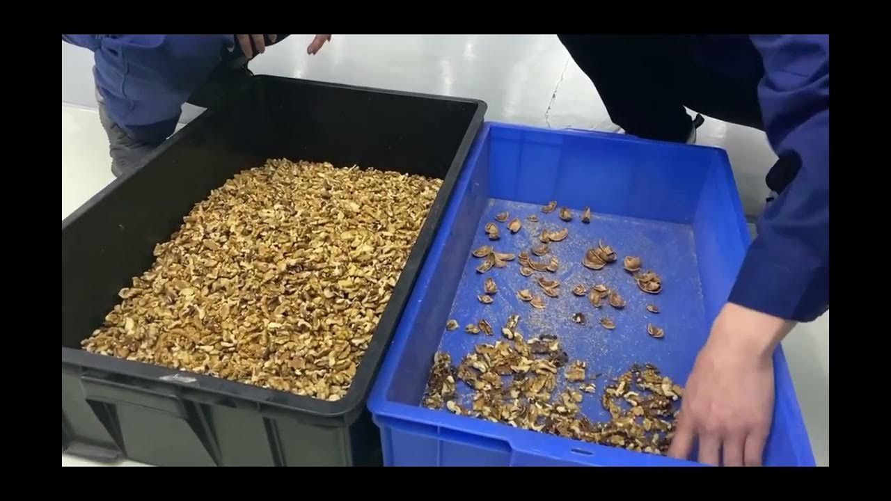 Separate 50 pieces shell from kernel-shell walnut # Crawler color sorter - YouTube