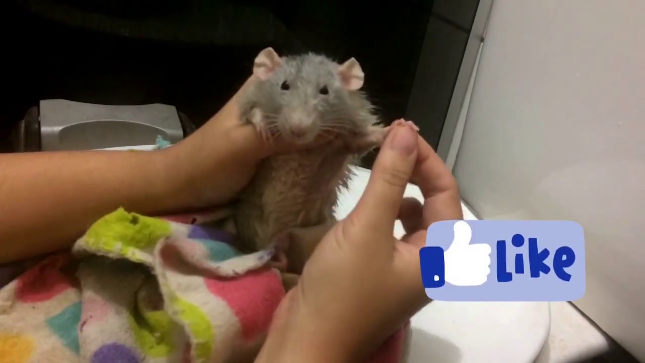 Rato tomando banho contra parasitas (ácaro, piolho, pulga, carrapato ...