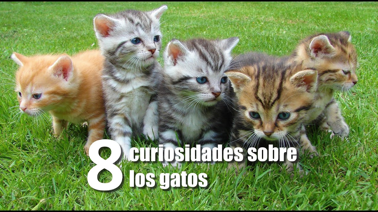 La ciencia nos sorprende con 8 curiosidades de los gatos - YouTube