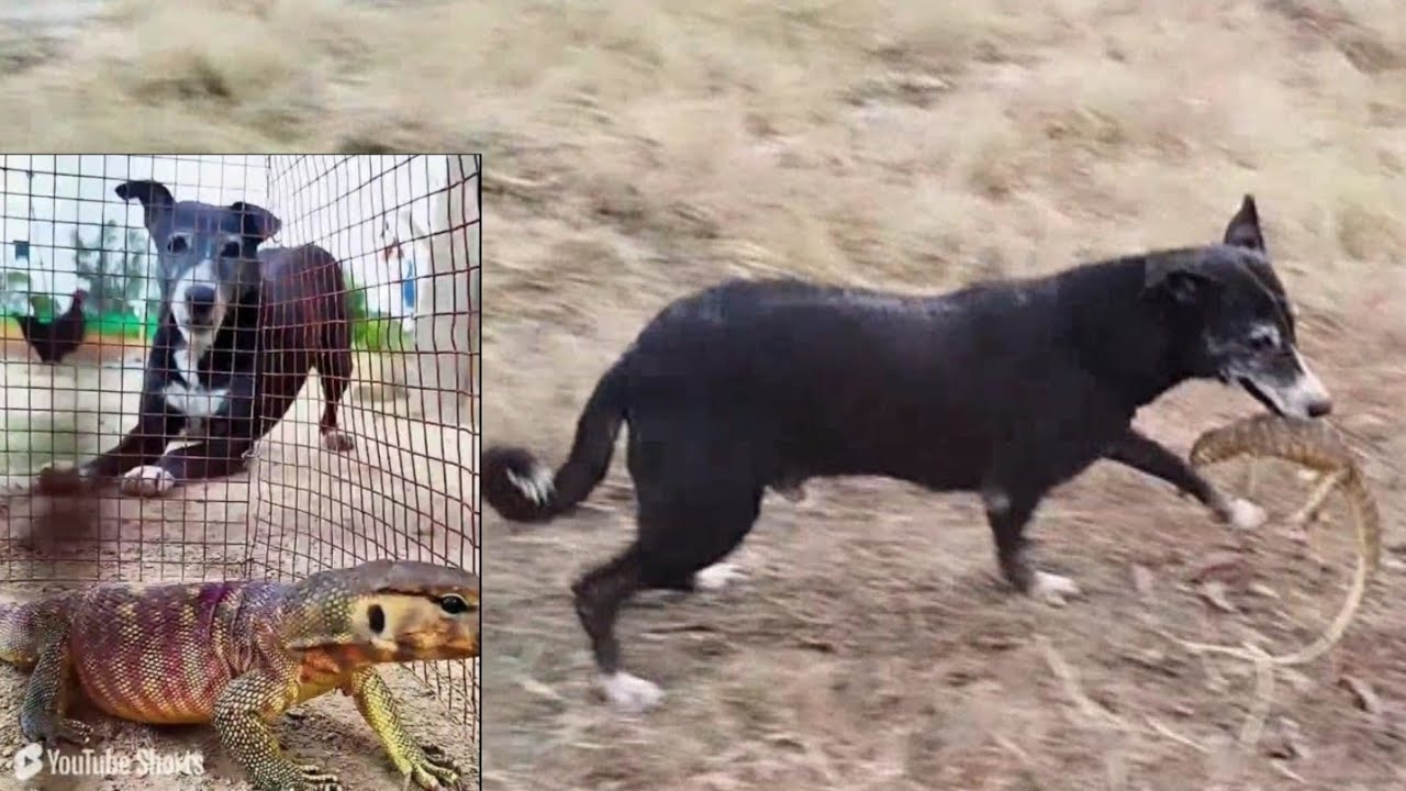 Dog attacked the big wild monster lizard, save & released it - YouTube