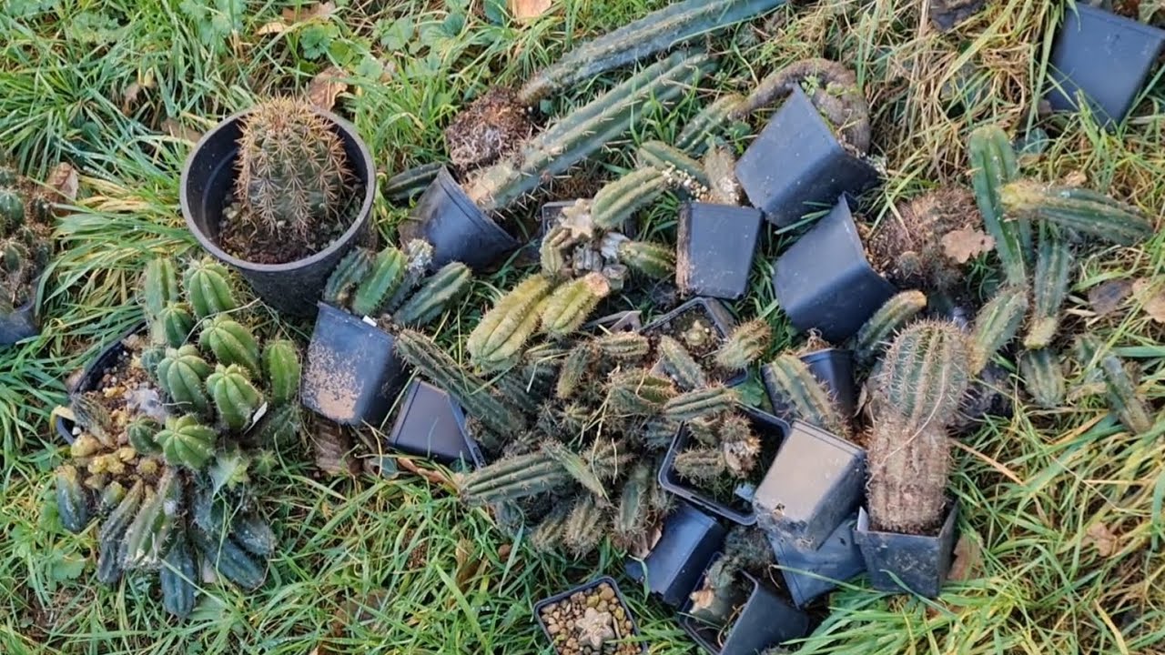 Frozen Cactus! Worst Frost Damage in the last 20 Years! - YouTube