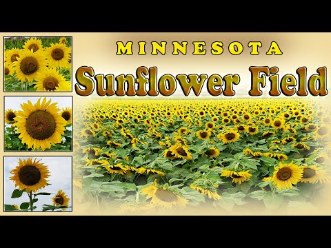Beautiful Minnesota Sunflower Field - YouTube