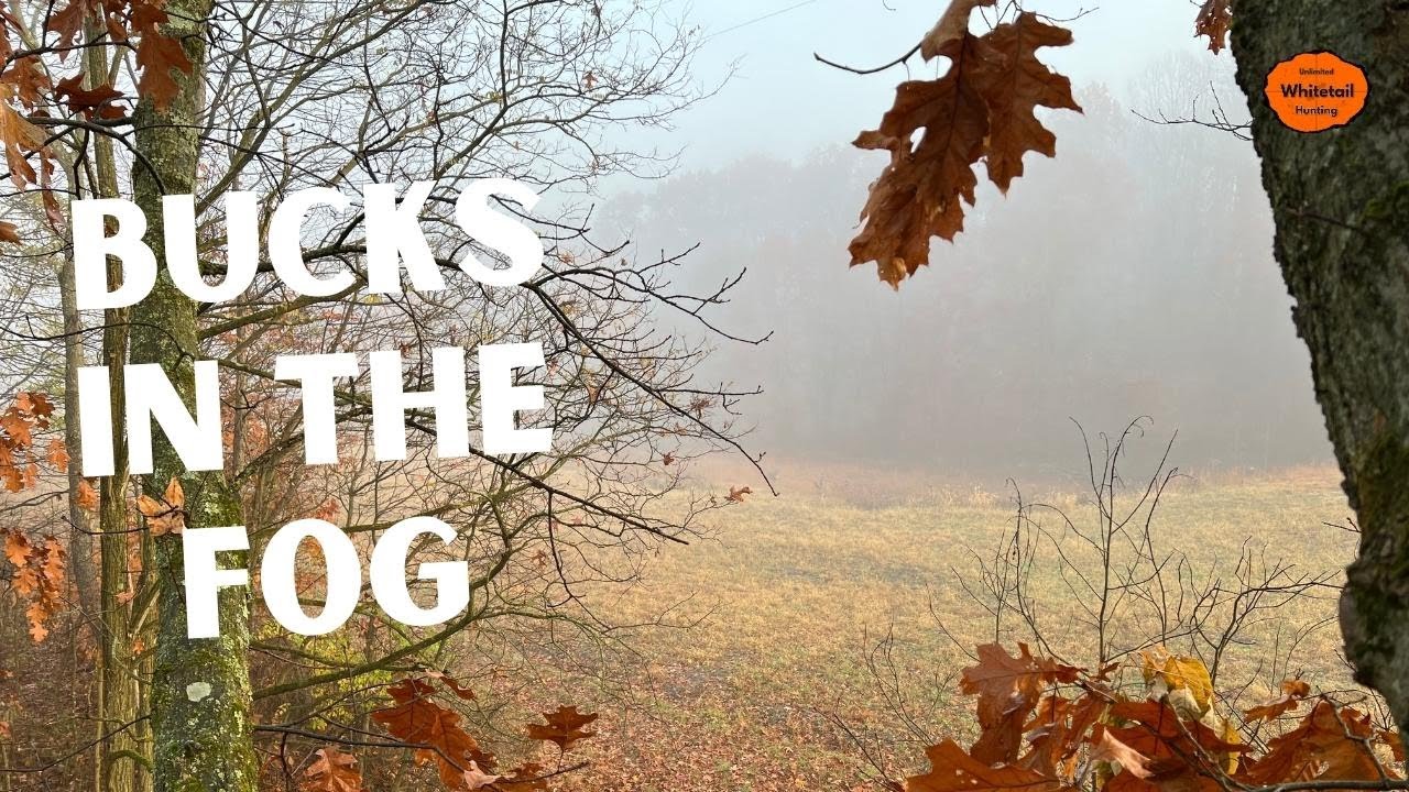 Buck Action in the Fog | Ohio Bowhunting - YouTube