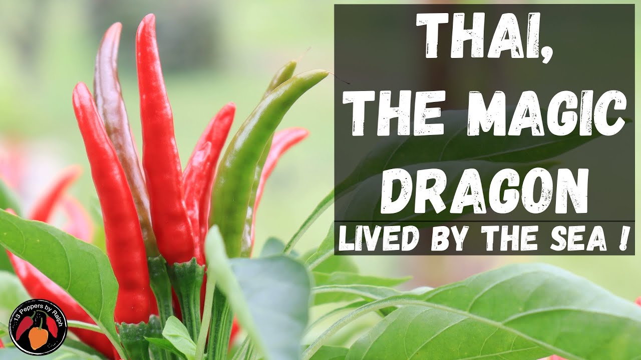 Thai Dragon Pepper: Grow Like a Pro! (Step-by-Step) - Howspruce.blog