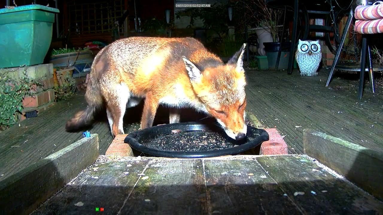 Old fox friends - YouTube
