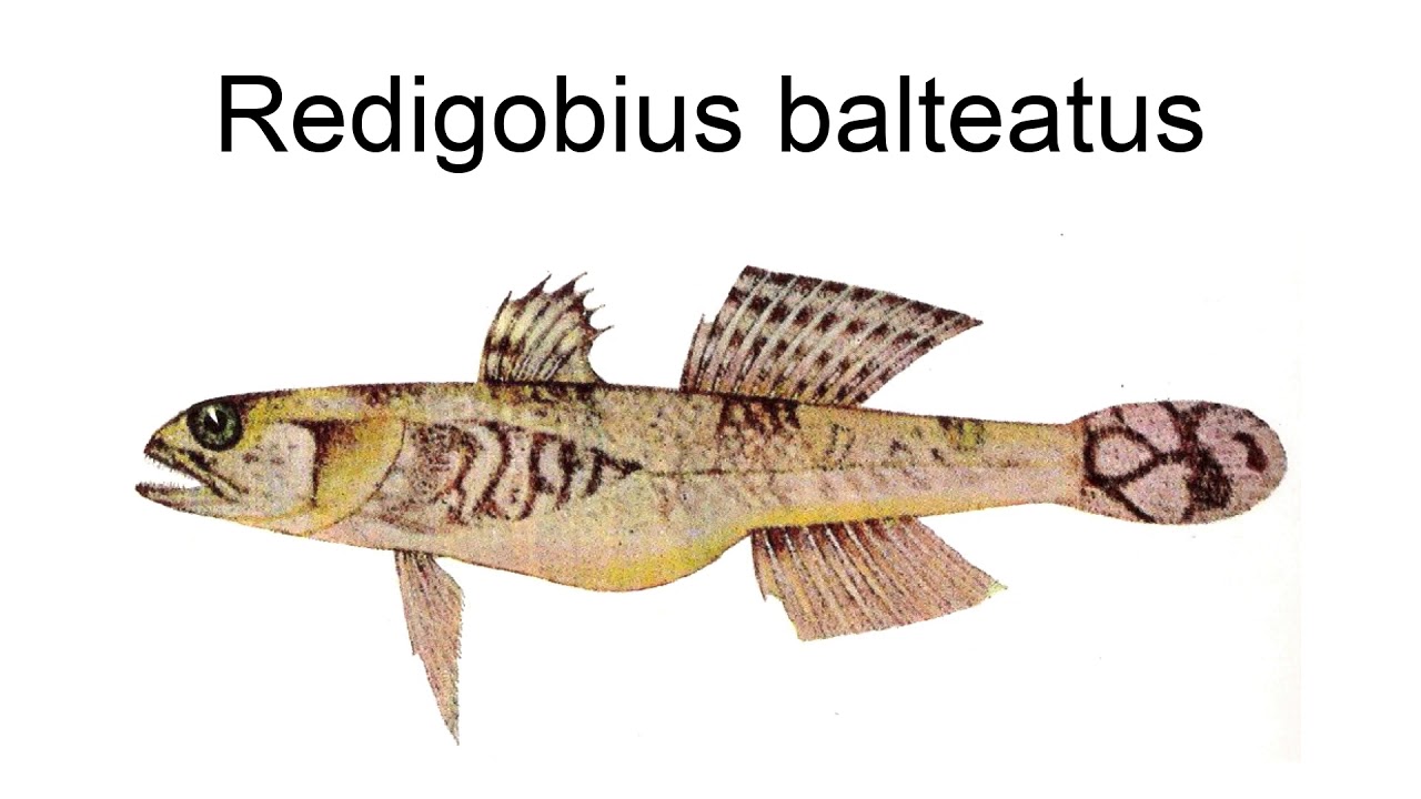 Redigobius Balteatus - YouTube