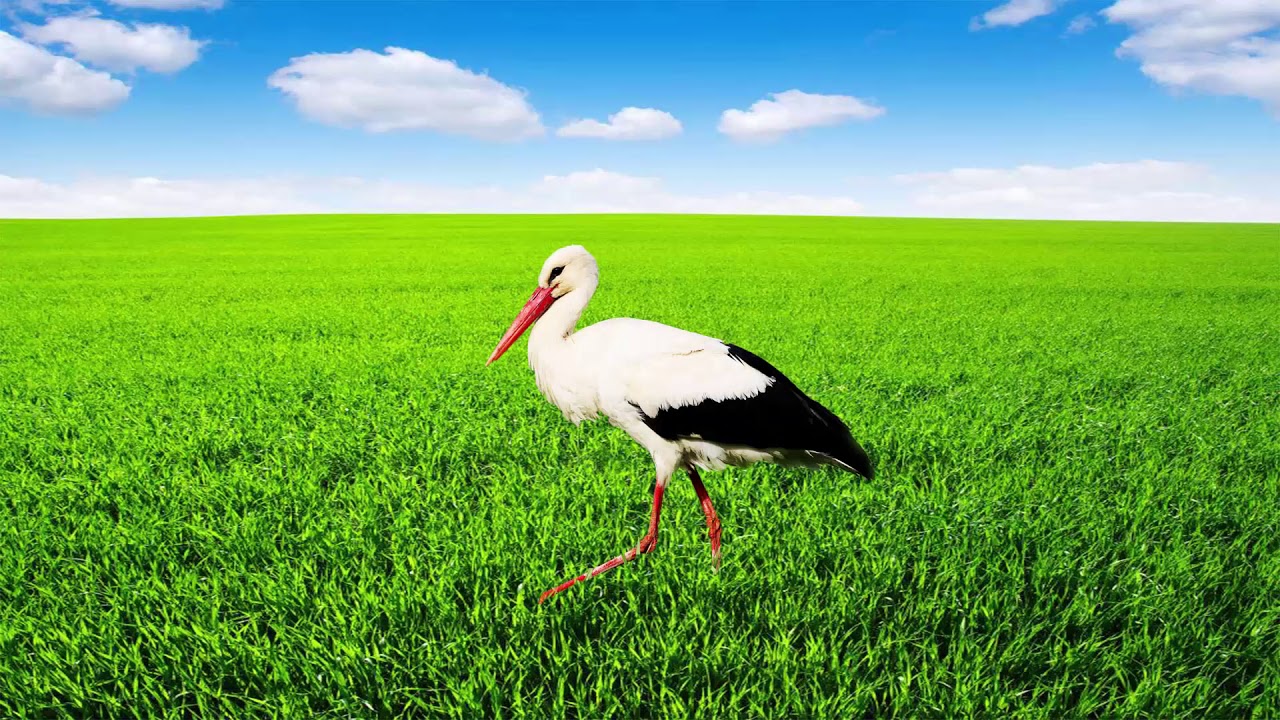 Bocian polny (wonsz rzeczny) - YouTube