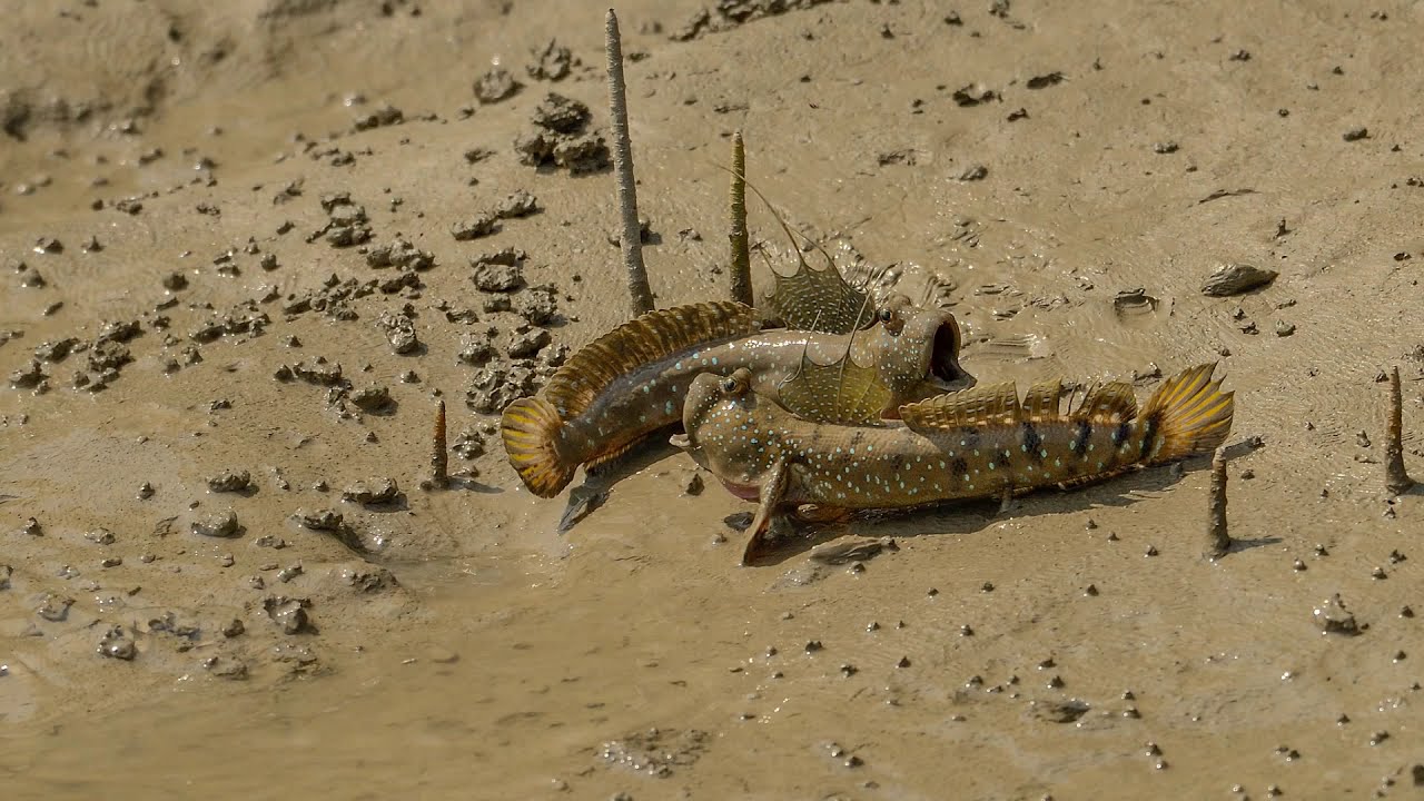 Natural World - Mudskippers - YouTube