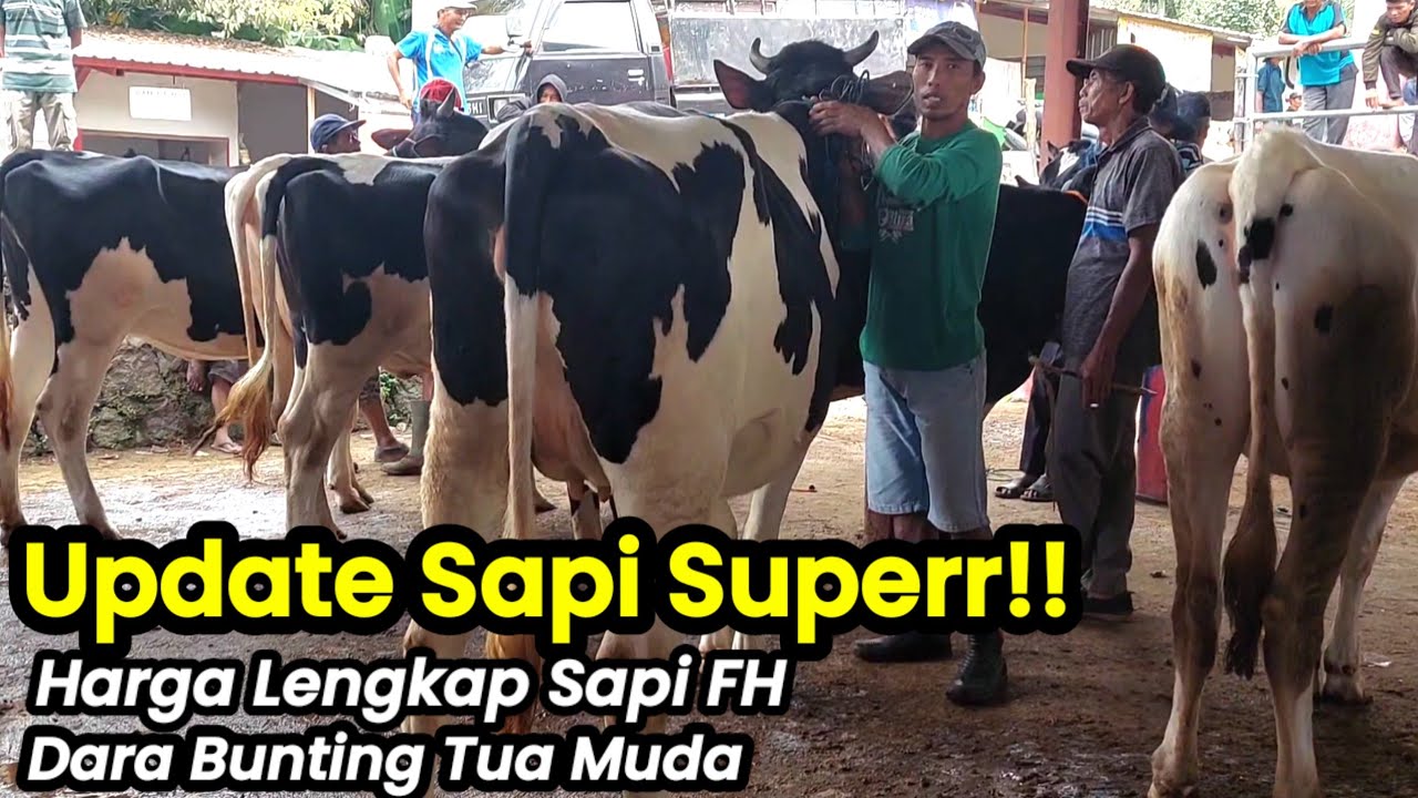 Update Sapi Super!!Harga Lengkap Sapi FH Dara Bunting Tua Muda [pasar ...