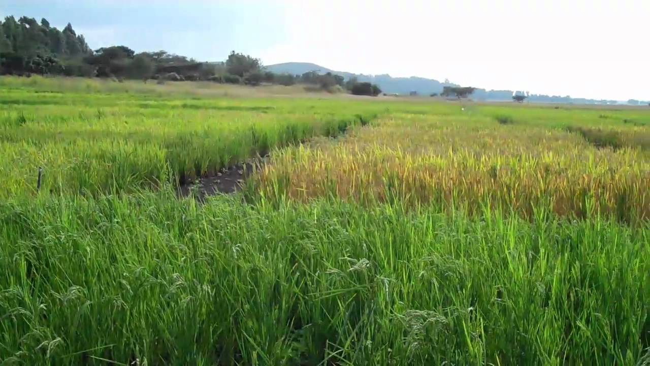Rice: Ethiopia's Millennium Crop - YouTube