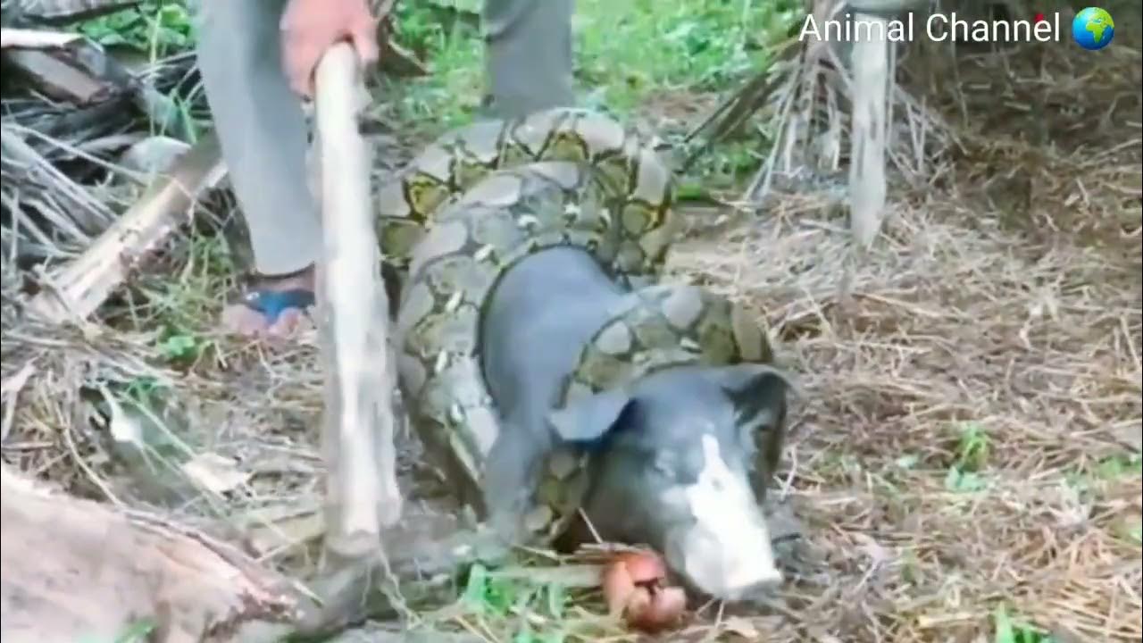 🐍 Python Snake Attack Pig 🐖 ☹🙁 Safely rescue 🤝 #animals #animal - YouTube