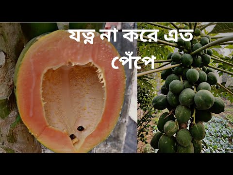 যত্ন না করে এত পেঁপে করুন বাড়িতে // How to get maximum papaya at House