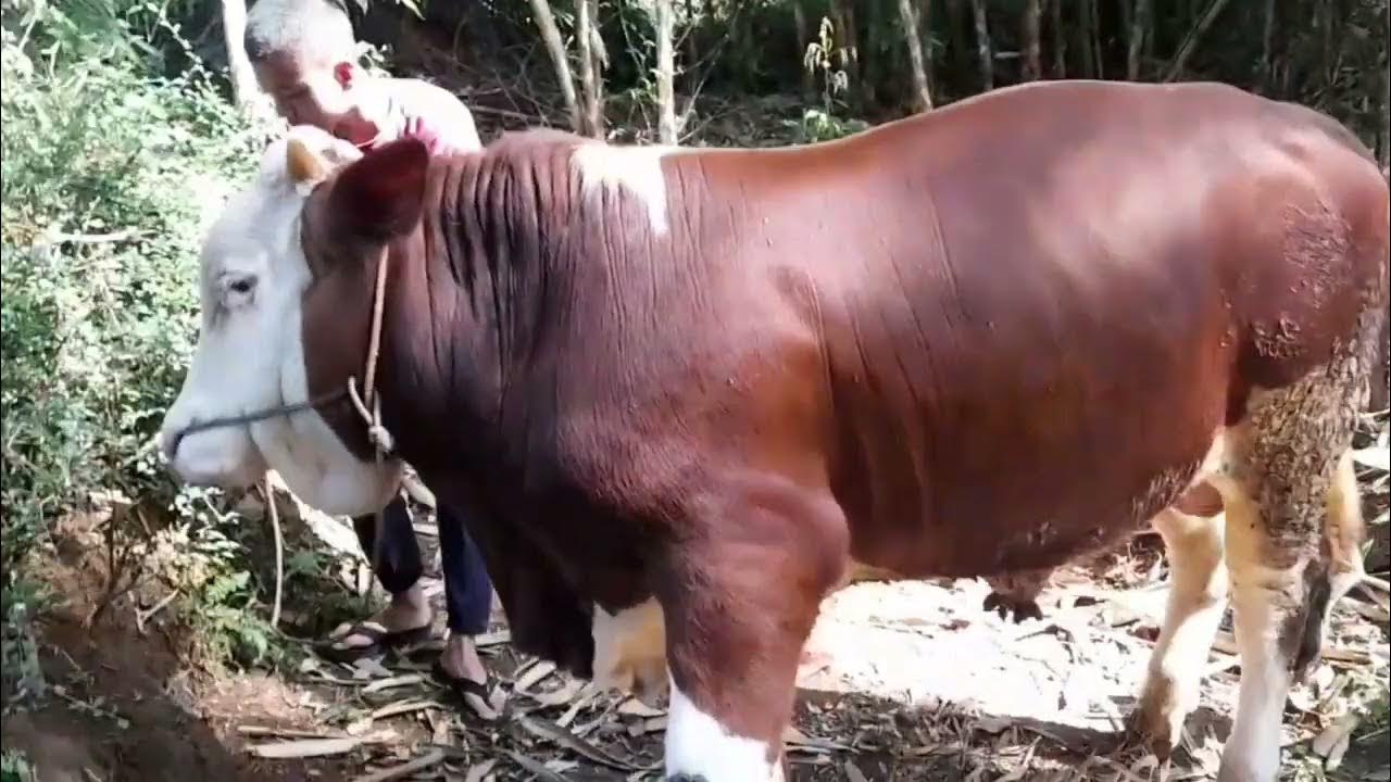 Pedet simental || Pertama kali keluar kandang setelah dirawat 6 bulan - YouTube