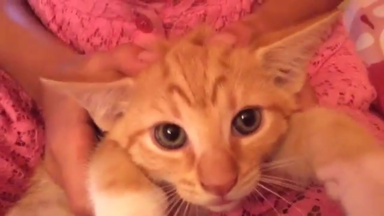 The cat in the laboratory - YouTube