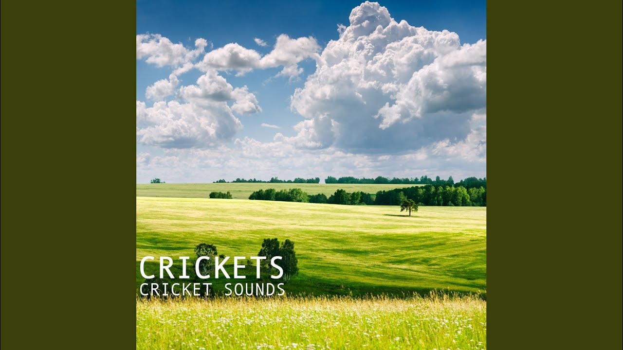 Crickets and Ocean Waves (Beach Waves and Crickets Sounds of Nature for ...