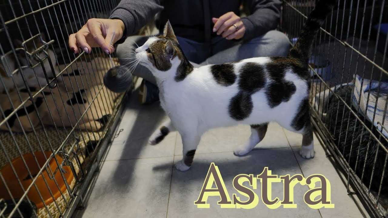 😎ADOTTATA Per aspera ad Astra😬🤣 Una gatta dolcissima!!! - YouTube