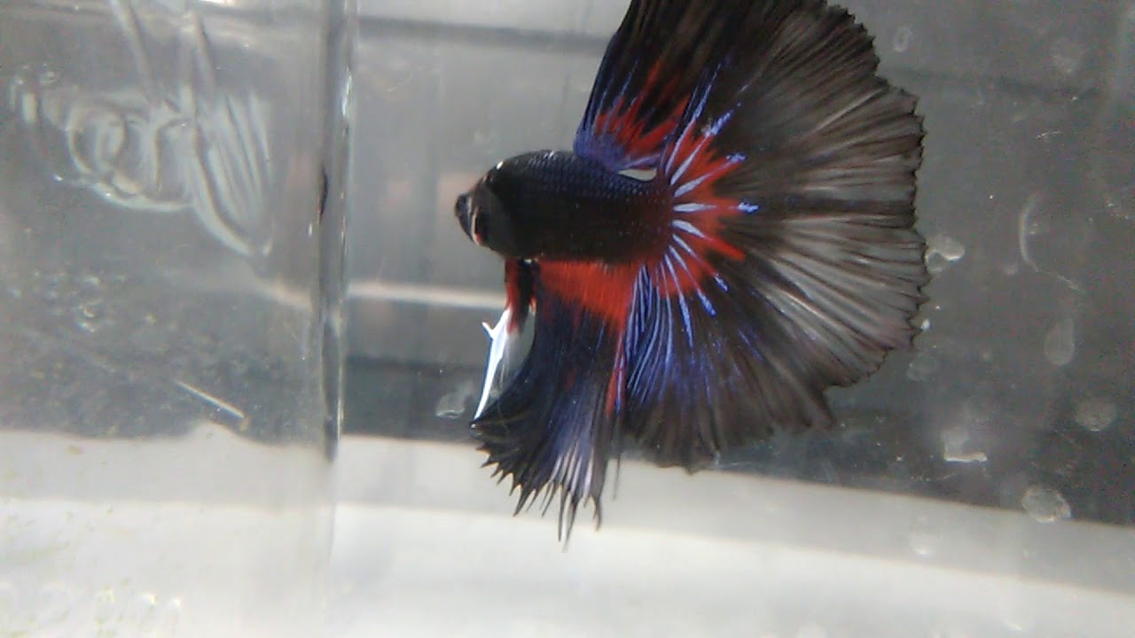 Halfmoon betta fish 4 stage butter fly - YouTube