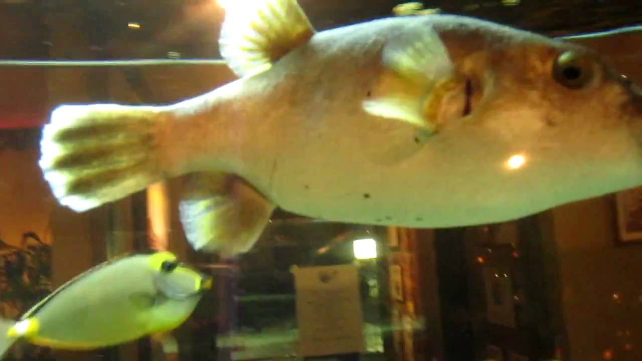 This fish has Buck Teeth!!! - YouTube