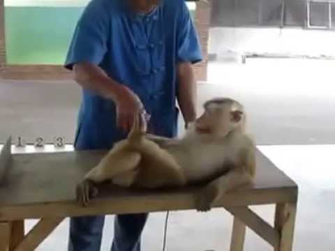 Komik maymun yıla damgasını vurdu 2016