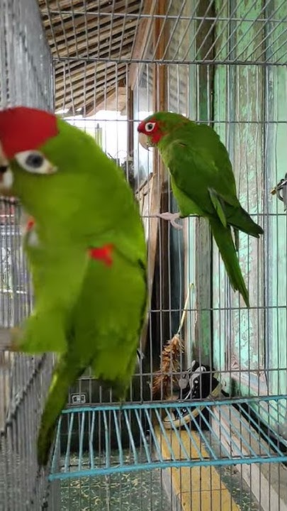 red masked conure ABS birdshop - YouTube