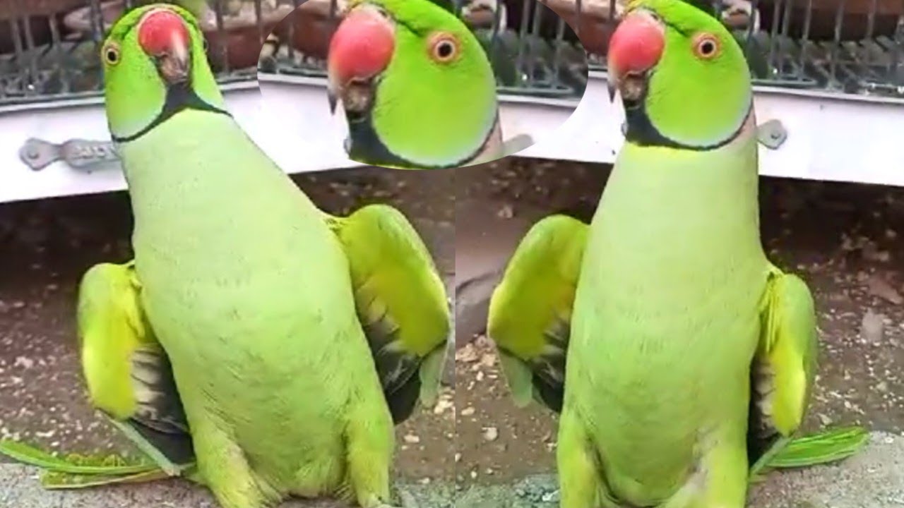 Parrot Ringneck Mast Tota Live - YouTube