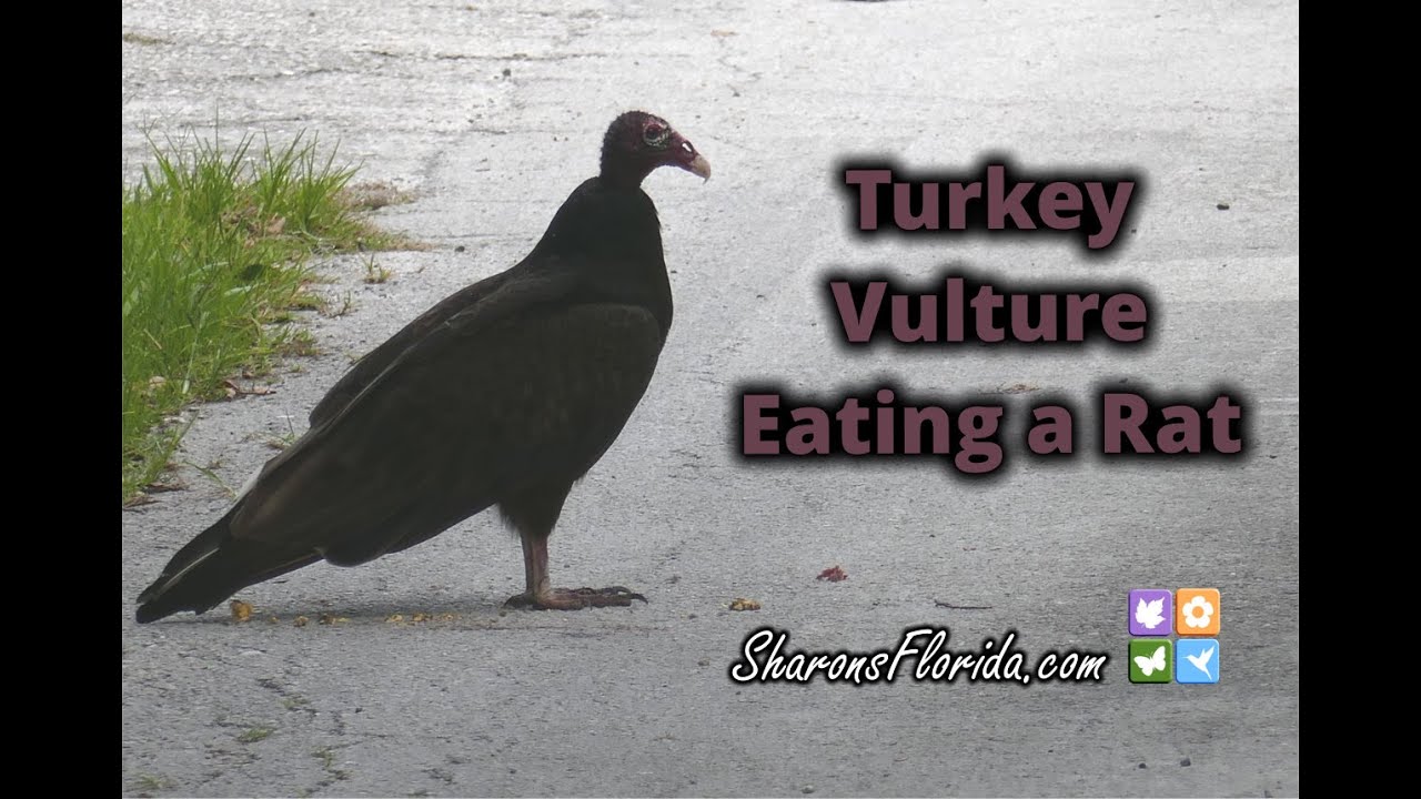 Turkey Vulture Eating a Rat - YouTube