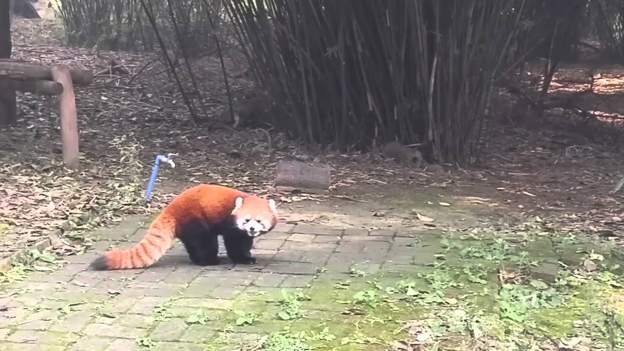 Flying Peacocks and Red Pandas - YouTube