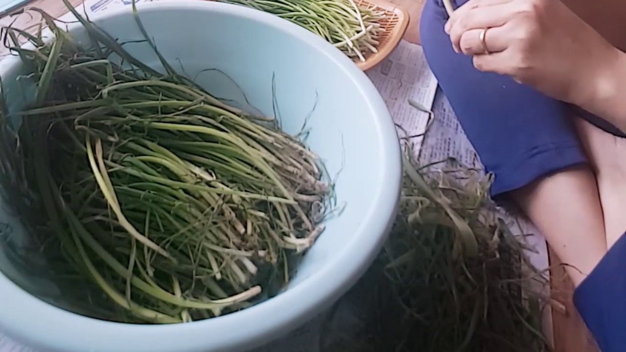 Sibuyas Dahonan - YouTube