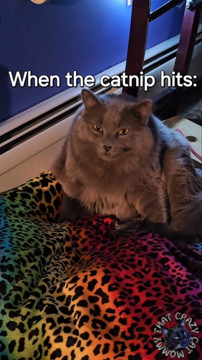 OMG Kitty is SO high! Vinnie's smile after having catnip! 😹 - YouTube