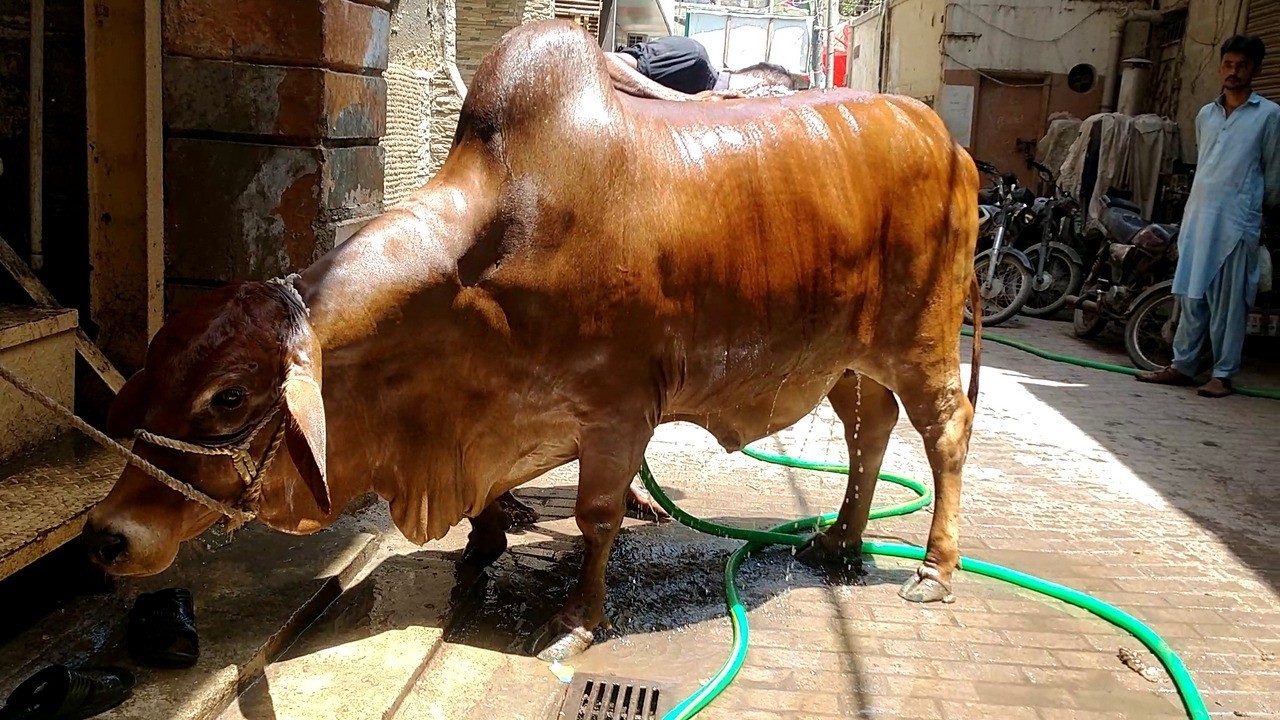 cattle farming in pakistan || DZ & AL RAMZAN CATTLE FARM COLLECTION ...