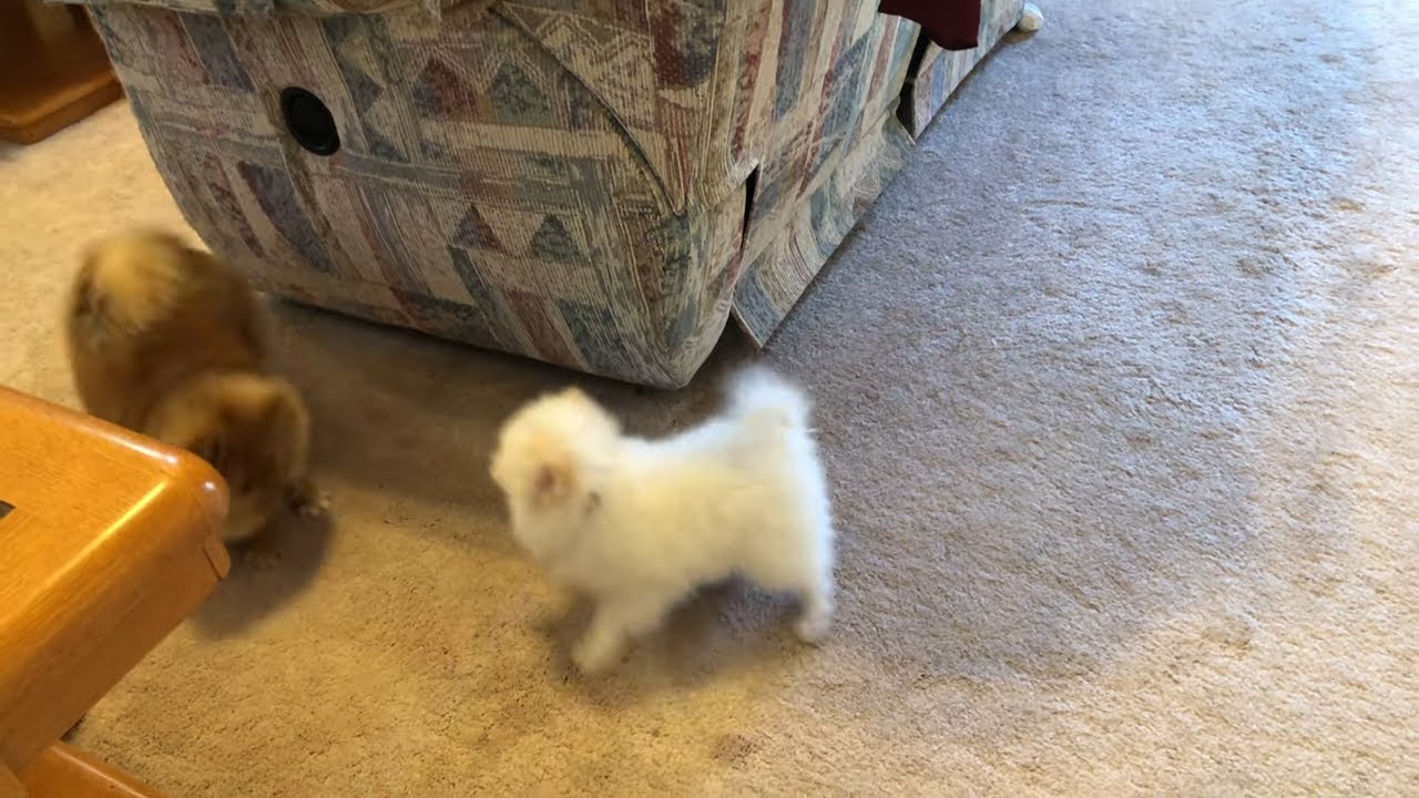 Pomeranian puppy running and barking adorable sounds - YouTube