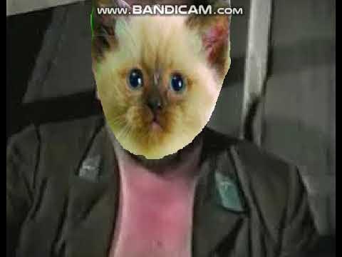 лютый вин зс котик - YouTube